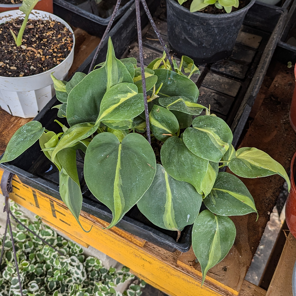 Pothos ‘brasil’ 4in – Aventura Gardens