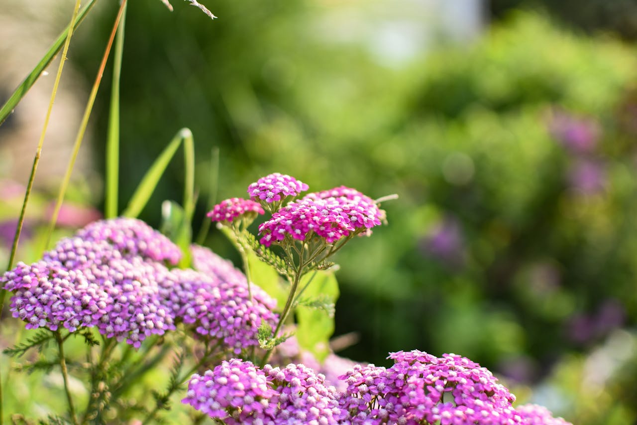 Aventura Gardens - achillea yarrow cerice queen 01