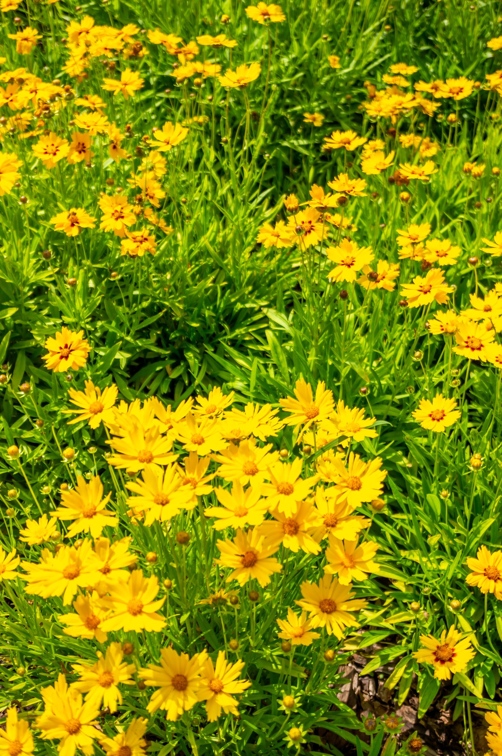 Aventura Gardens - blossomed beautiful, yellow Lance-leaved coreopsis ...