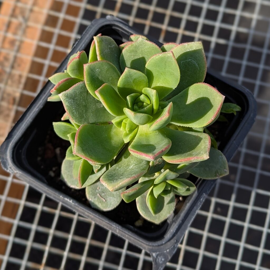 Aeonium 'pinwheel' 4inch ~ Aventura Gardens