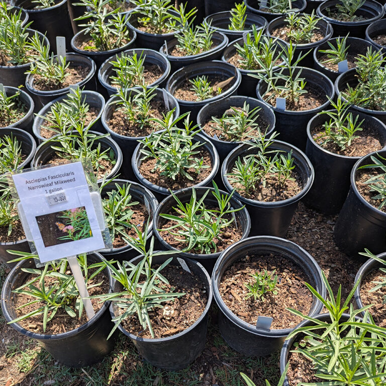 Aventura Gardens ~ California Native Pollinator Friendly Plants ...