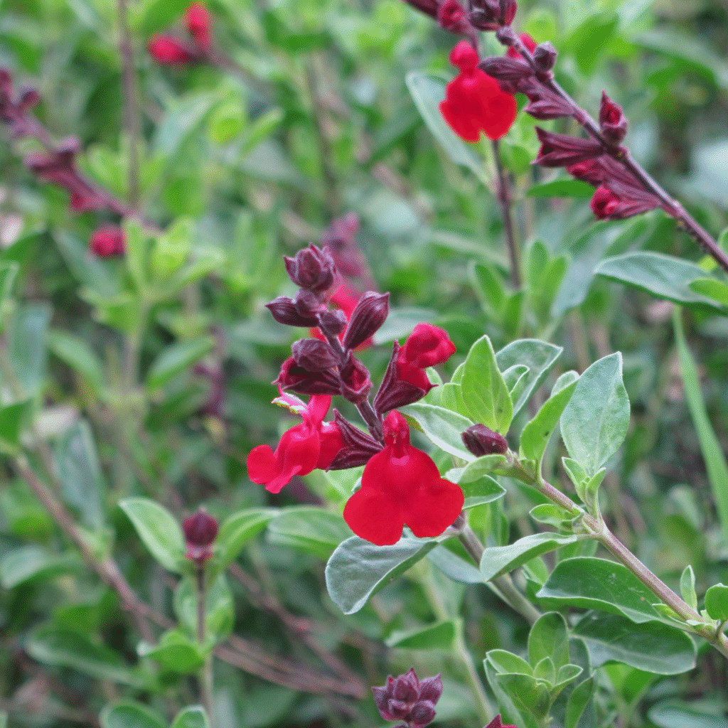 Salvia Lemonii - Lemon's Sage red 3 inch ~ Aventura Gardens