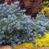 Classic Ceanothus Varieties ~ Aventura Gardens