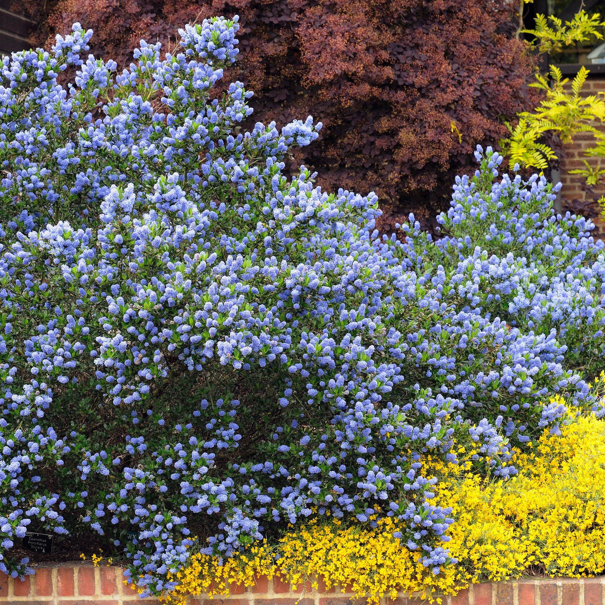 Classic Ceanothus Varieties ~ Aventura Gardens